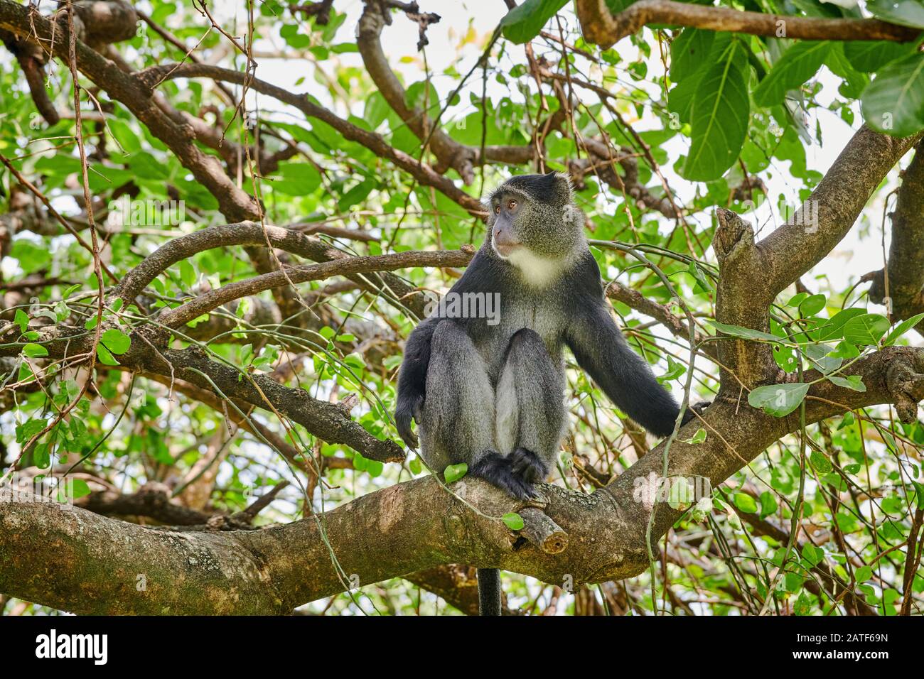 Le lac des singes manyara Banque de photographies et d’images à haute ...