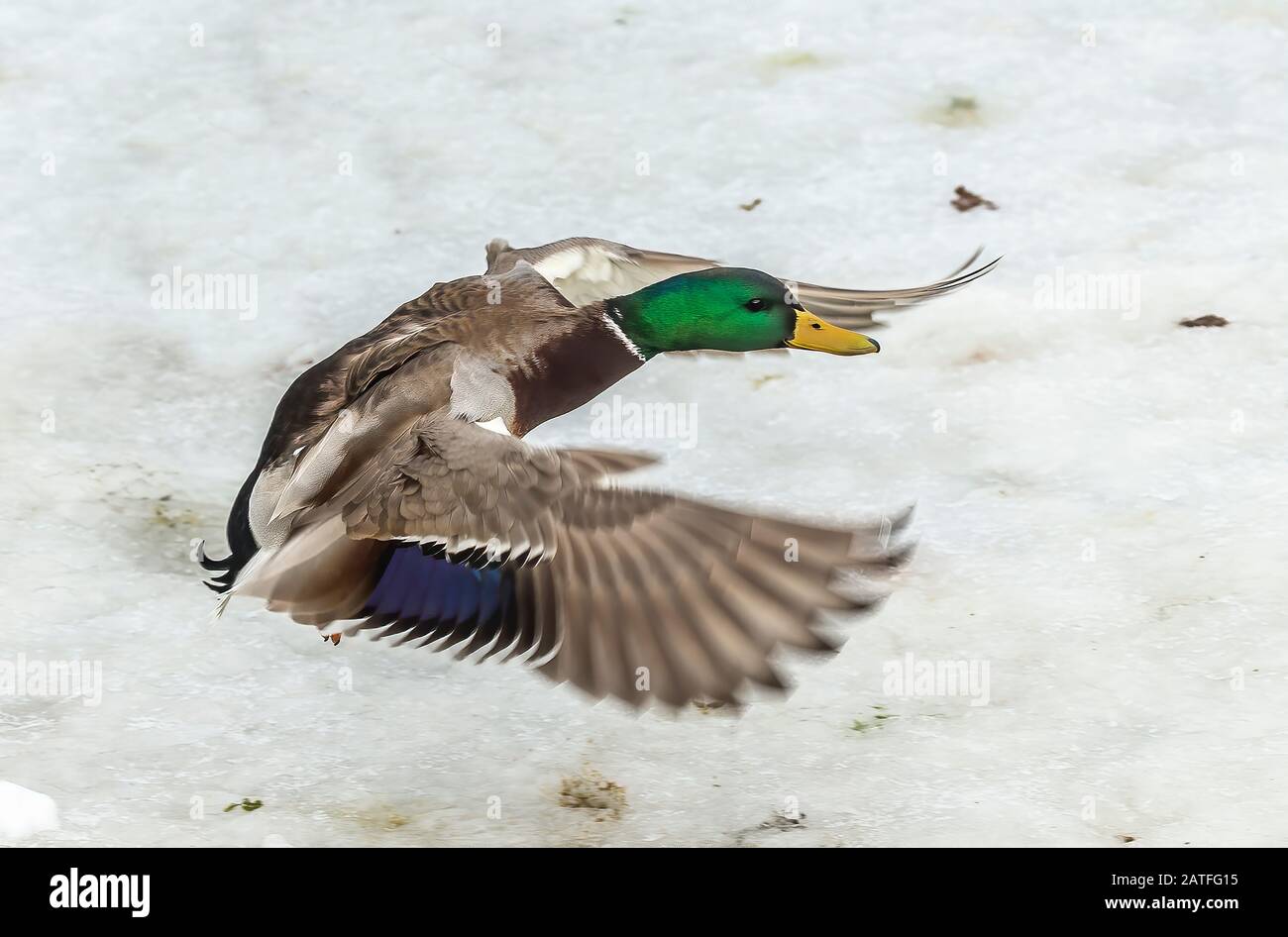 Canard colvert en vol Banque de photographies et d’images à haute ...