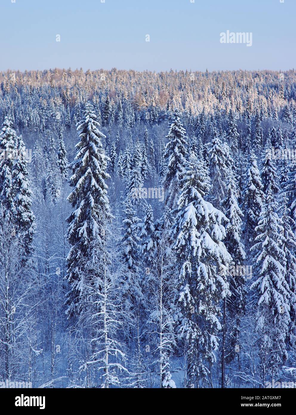 Beau paysage d'hiver, taïga de forêt enneigée, espace ouvert Photo ...