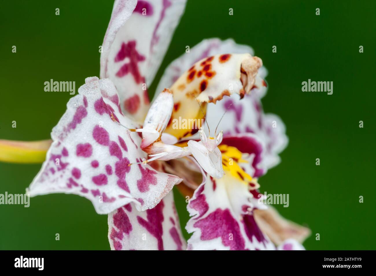 Hymenopus coronatus Banque de photographies et d’images à haute ...