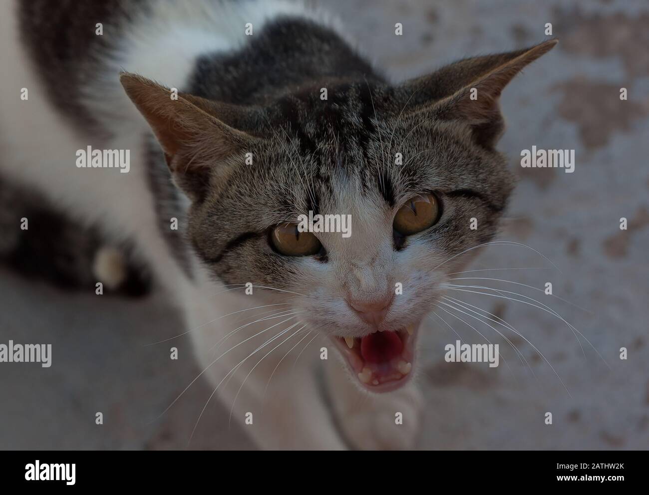 Chat en colère Banque de photographies et d’images à haute résolution ...