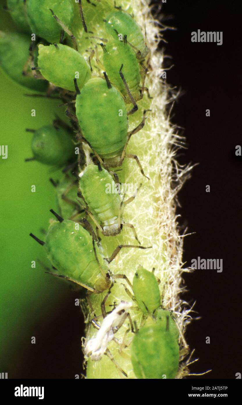 Fruit pests Banque de photographies et d’images à haute résolution - Alamy