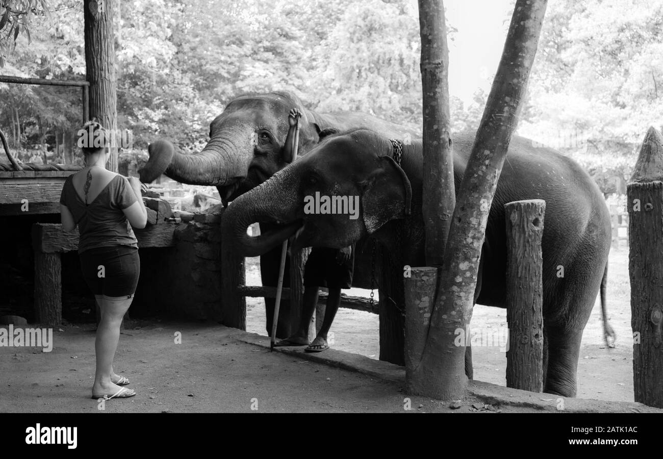 Captive breeding Banque d'images noir et blanc - Alamy
