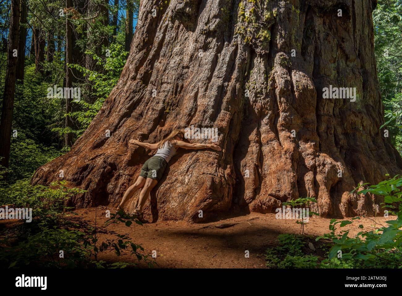 Les grands arbres Banque de photographies et d’images à haute ...