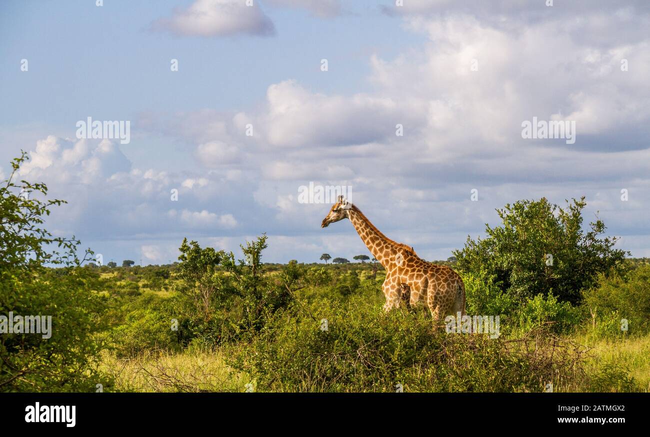 Paysage de savane verte en Afrique avec une girafe haute et des nuages ...