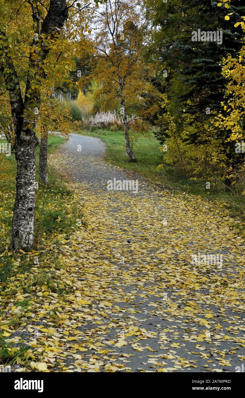 Feuilles d'automne sur un chemin forestier Banque de photographies et d ...