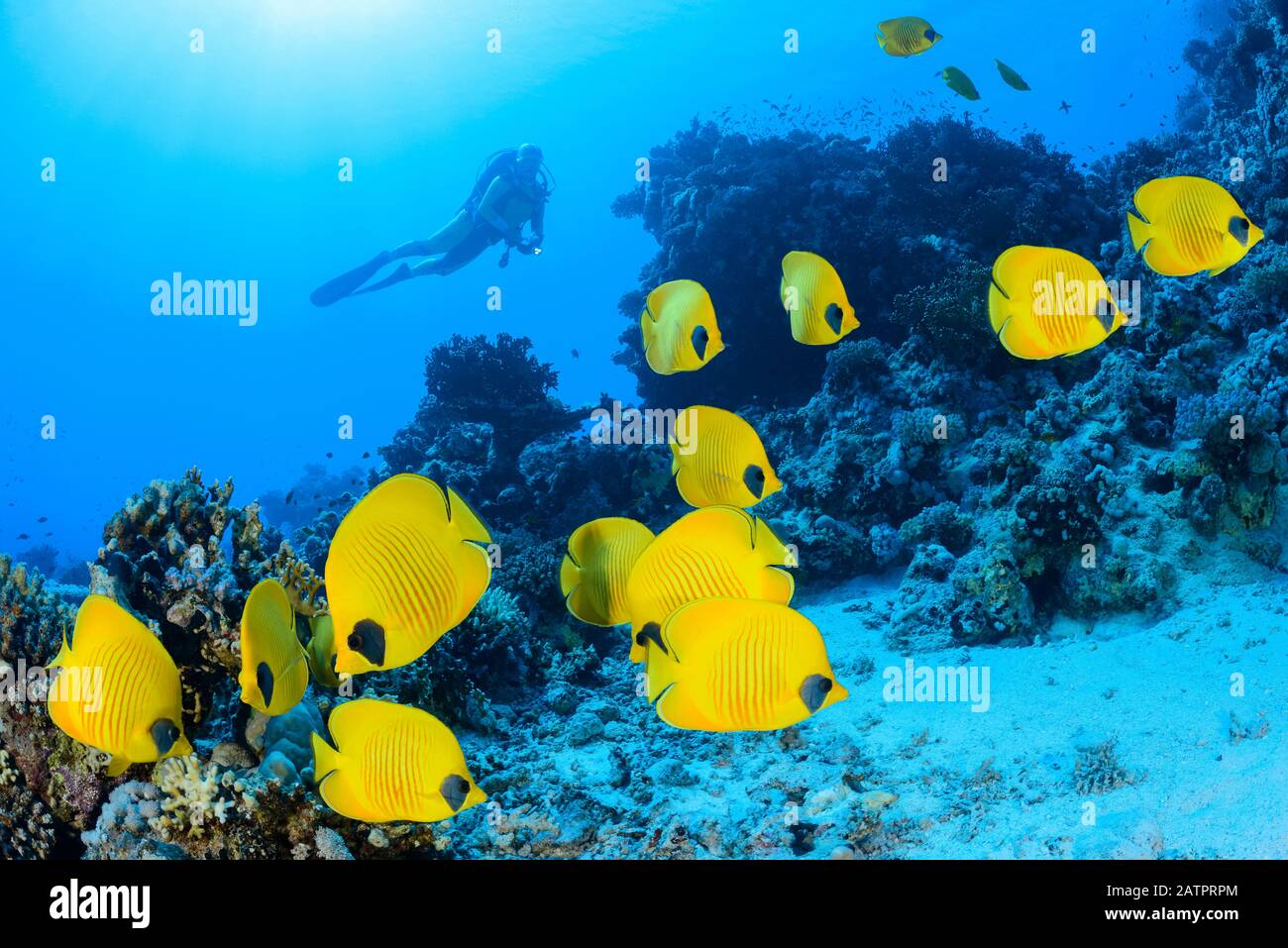 Bluecheek ou Yellow Butterflyfish, Chaetodon semilarvatus, et plongée ...