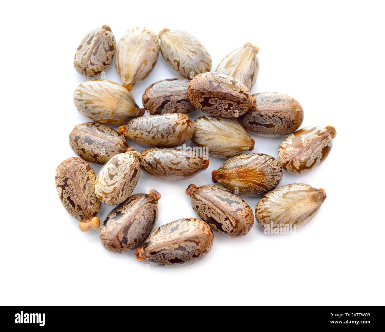 Ricin poison Banque de photographies et d’images à haute résolution - Alamy