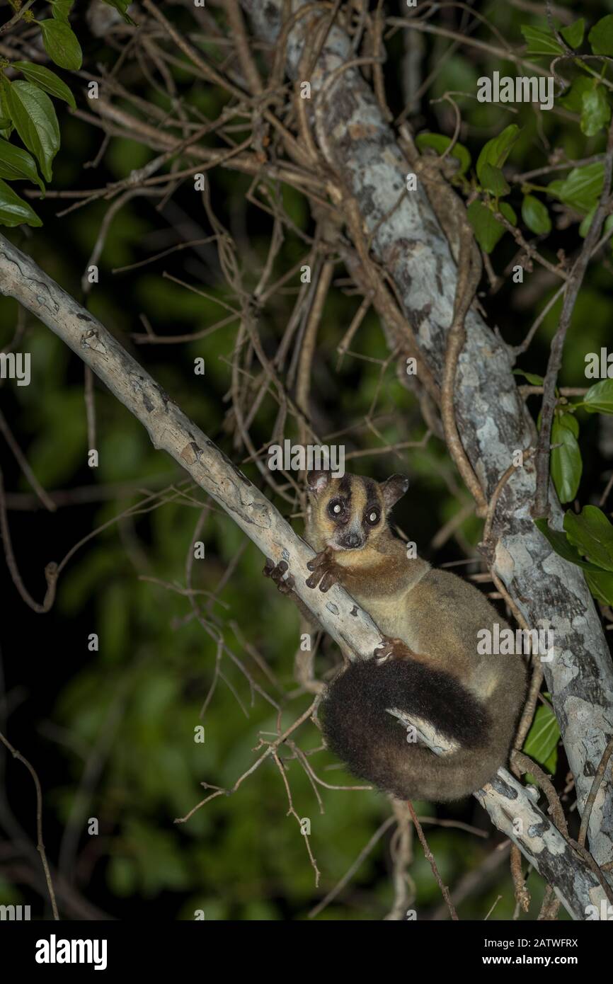 Pale fork marked lemur phaner pallescens Banque de photographies et d ...