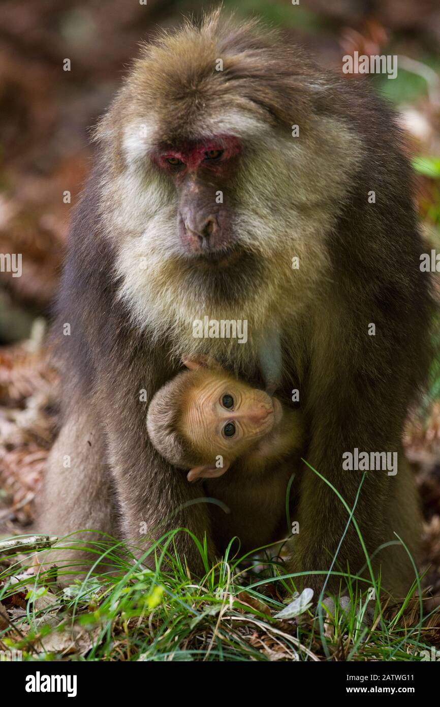 Tibetan macaque Banque de photographies et d’images à haute résolution ...