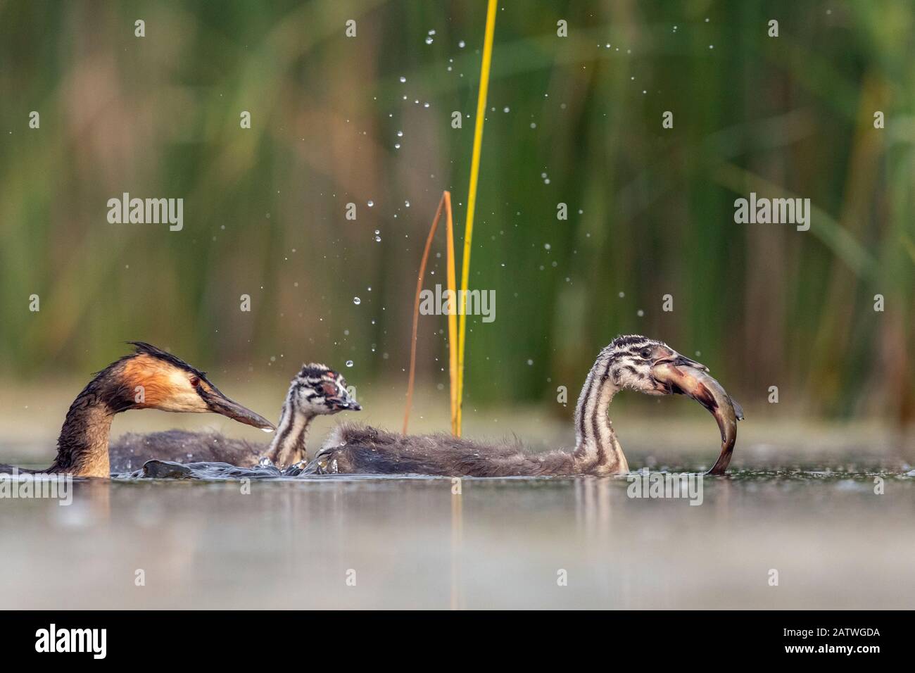 Tanche fish Banque de photographies et d’images à haute résolution - Alamy