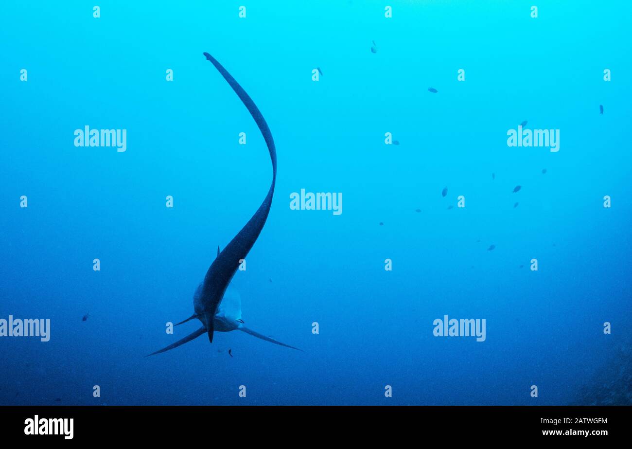 Raie de requin Banque de photographies et d’images à haute résolution ...