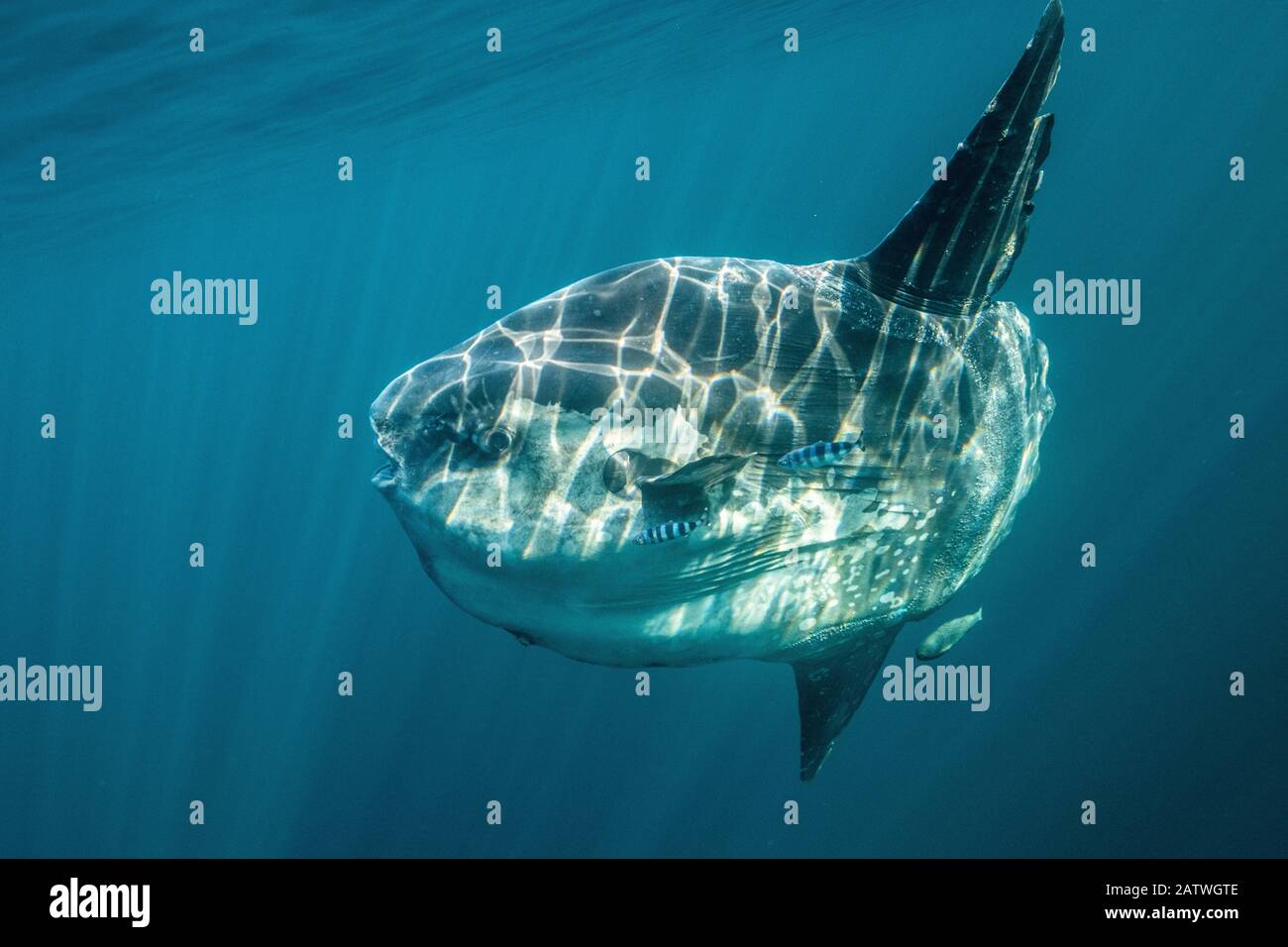 Ocean fish ocean sunfish mola Banque de photographies et d’images à ...