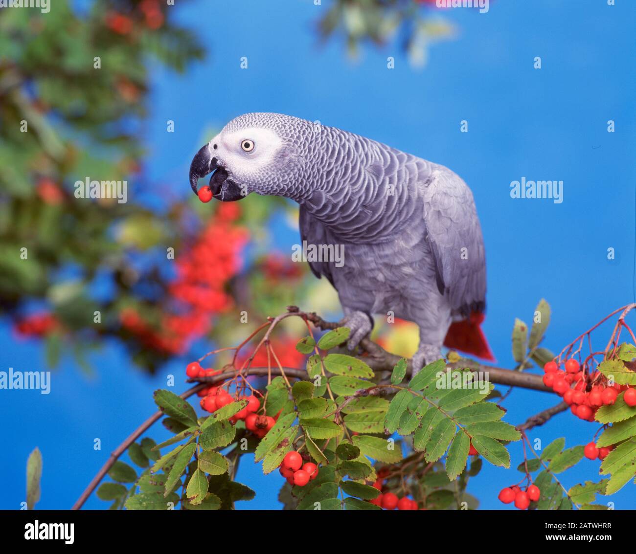 African grey parrot Banque de photographies et d’images à haute ...
