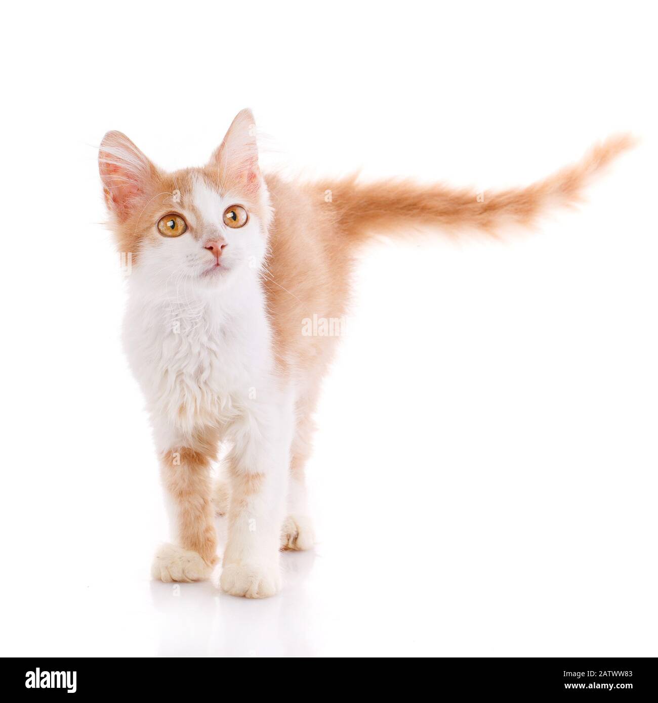 Patte Rouge Banque d'image et photos - Alamy