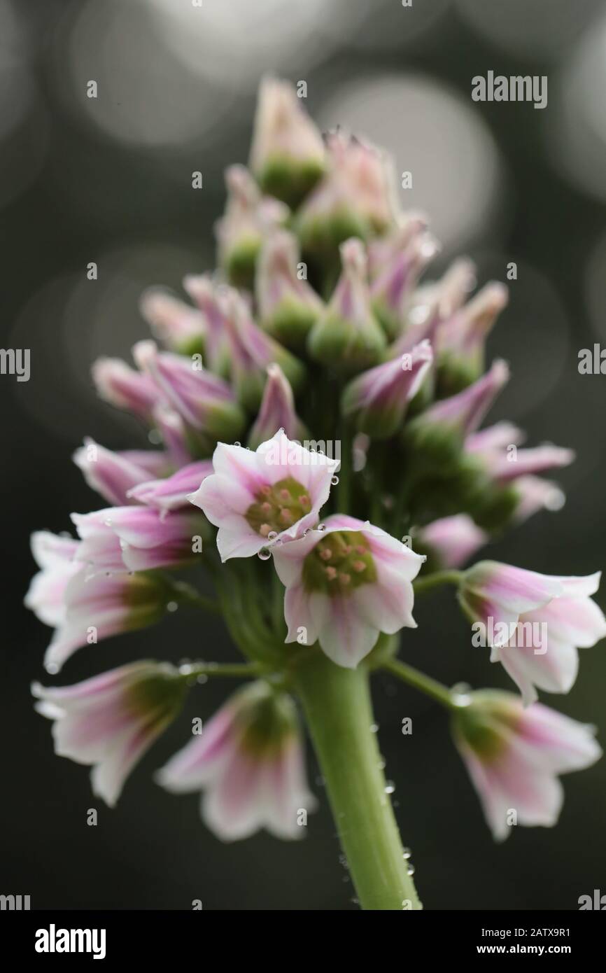 Allium bulgaricum Banque de photographies et d’images à haute ...