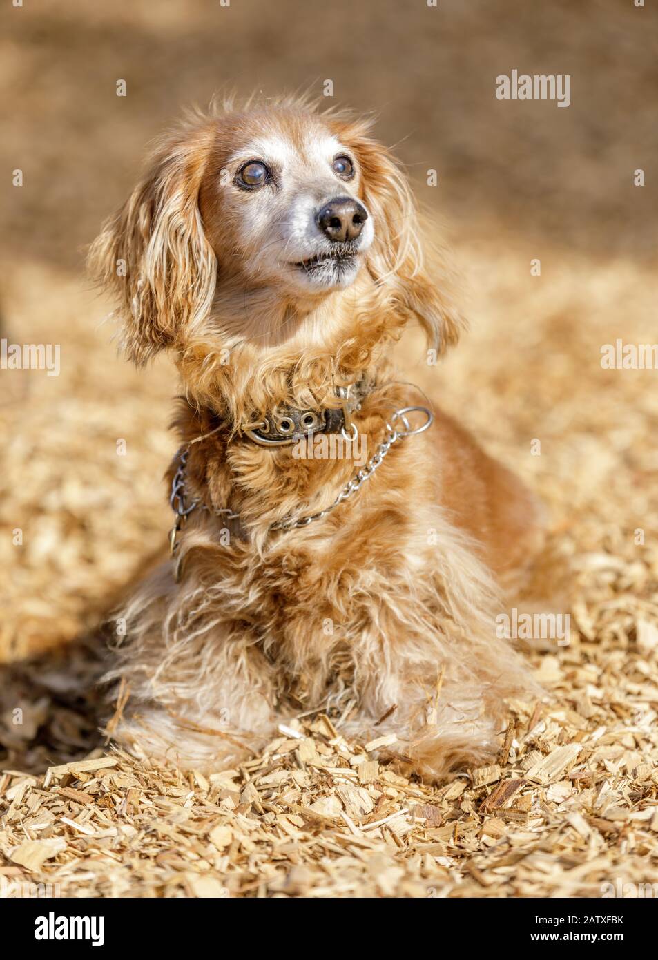 Teckel assis aux cheveux longs Banque de photographies et d’images à ...