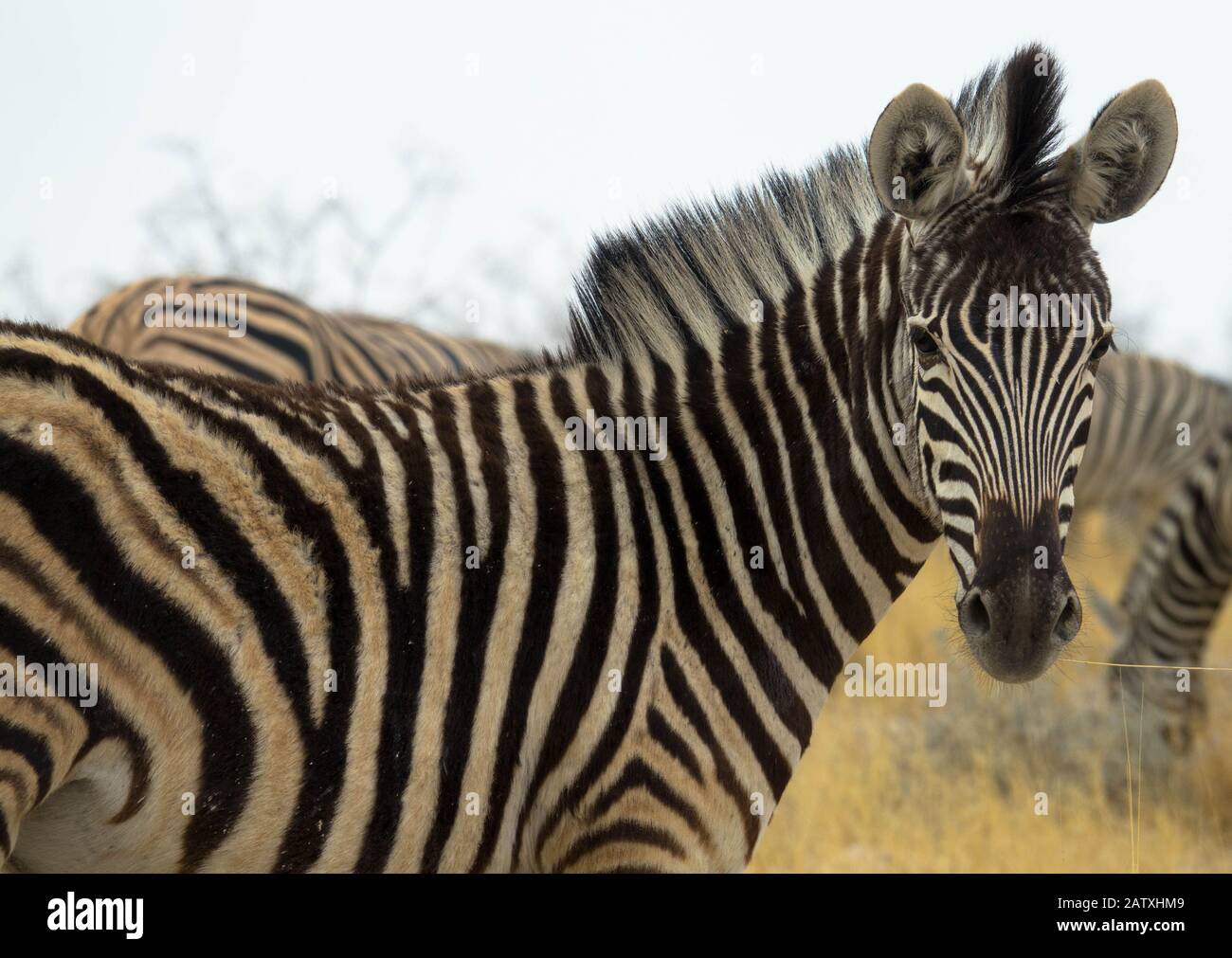 Zebra couple Banque de photographies et d’images à haute résolution - Alamy