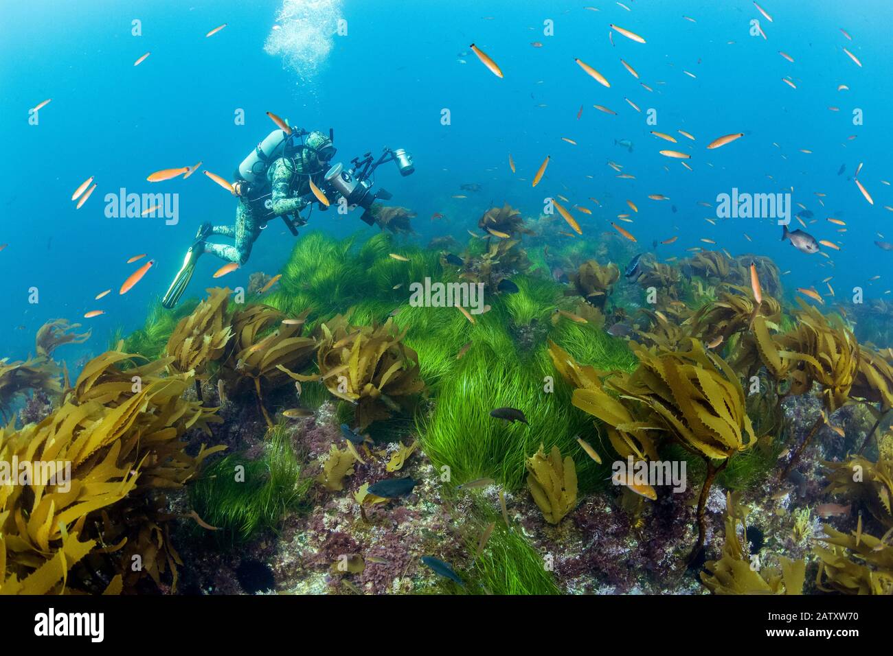 Wrasse, Oxyjulis californica, palmier de mer, algues de palmier ou ...