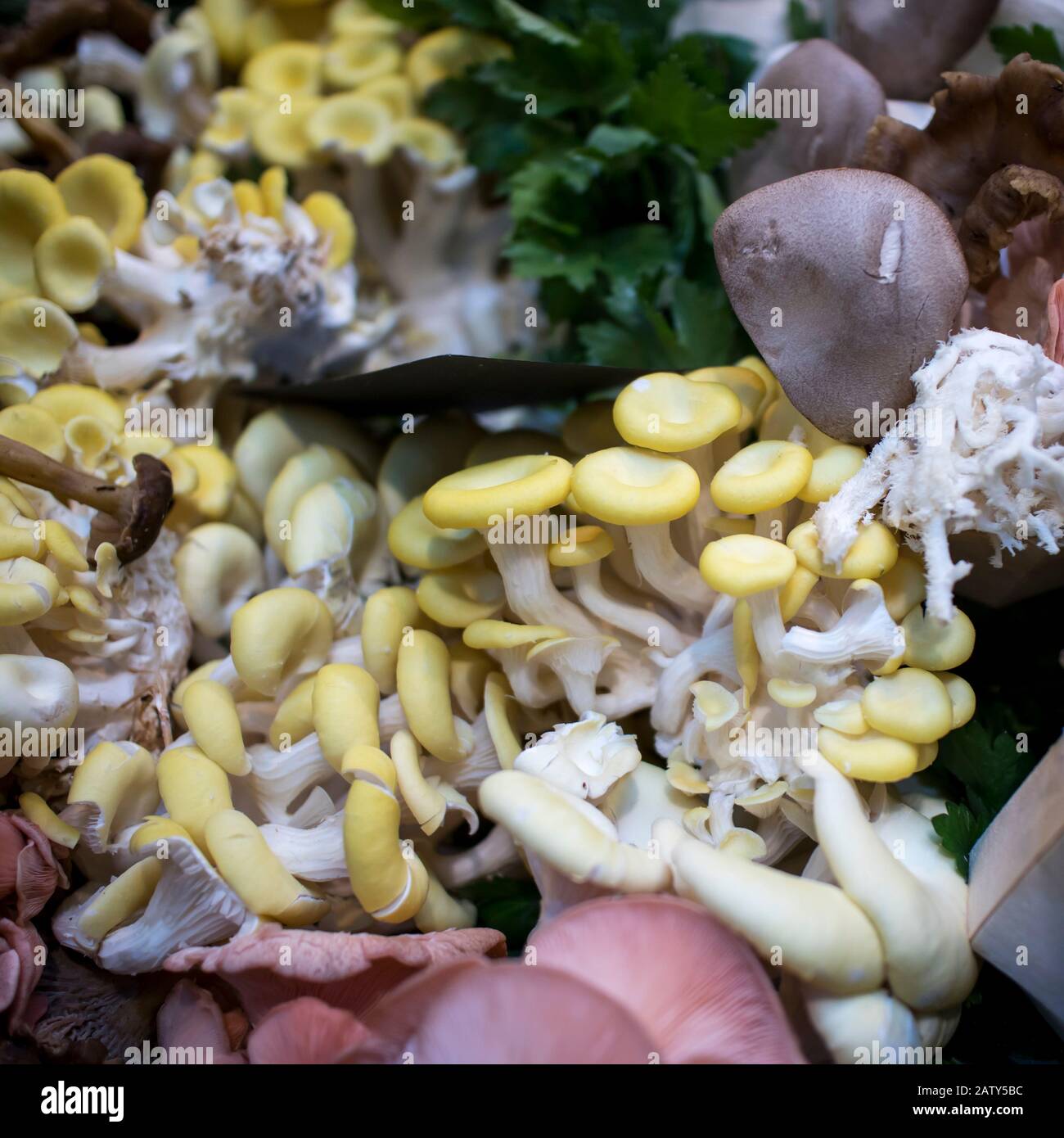 Types de champignons Banque de photographies et d’images à haute ...