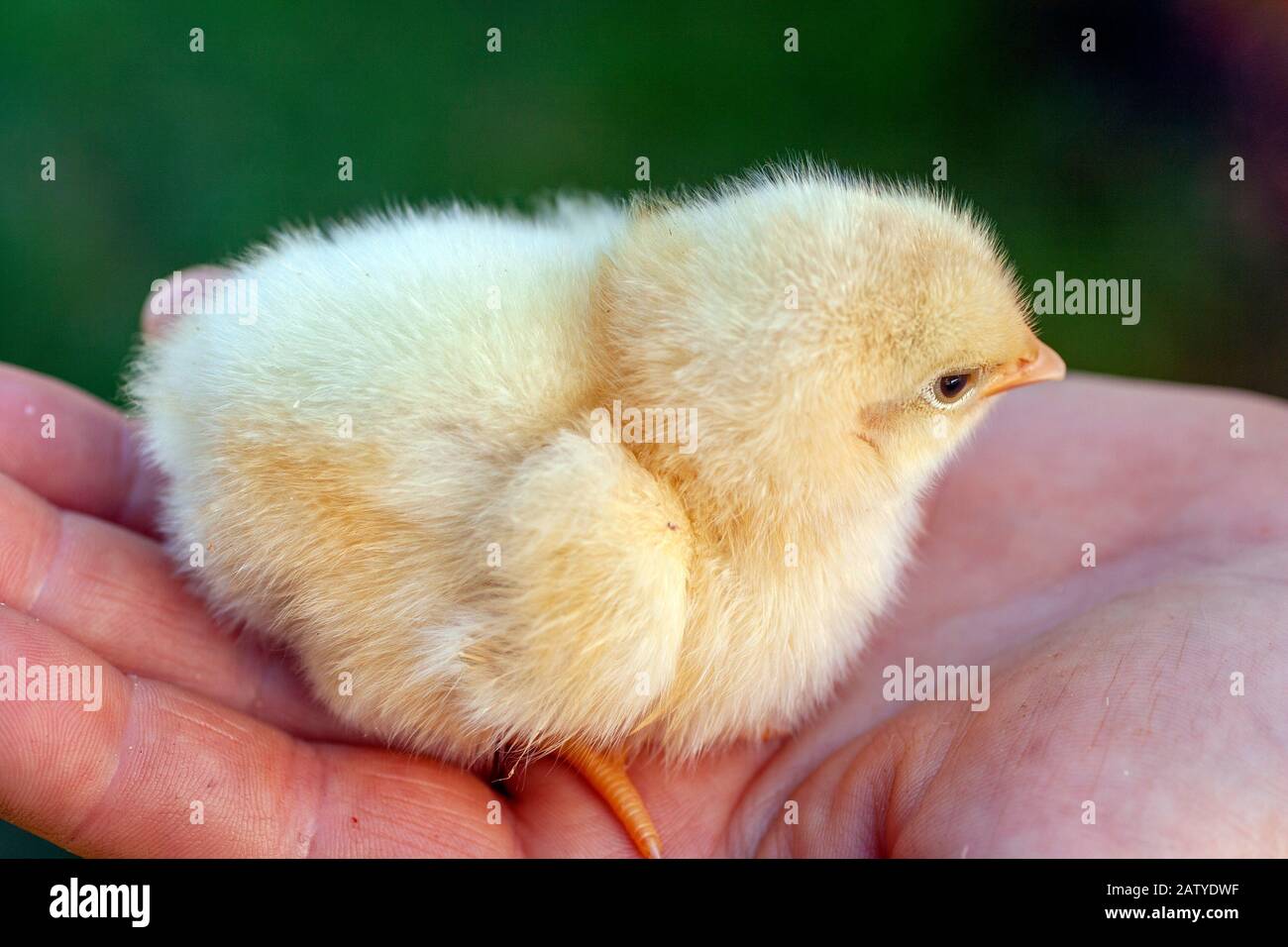 Poussin Nouveau Né Banque d'image et photos - Alamy