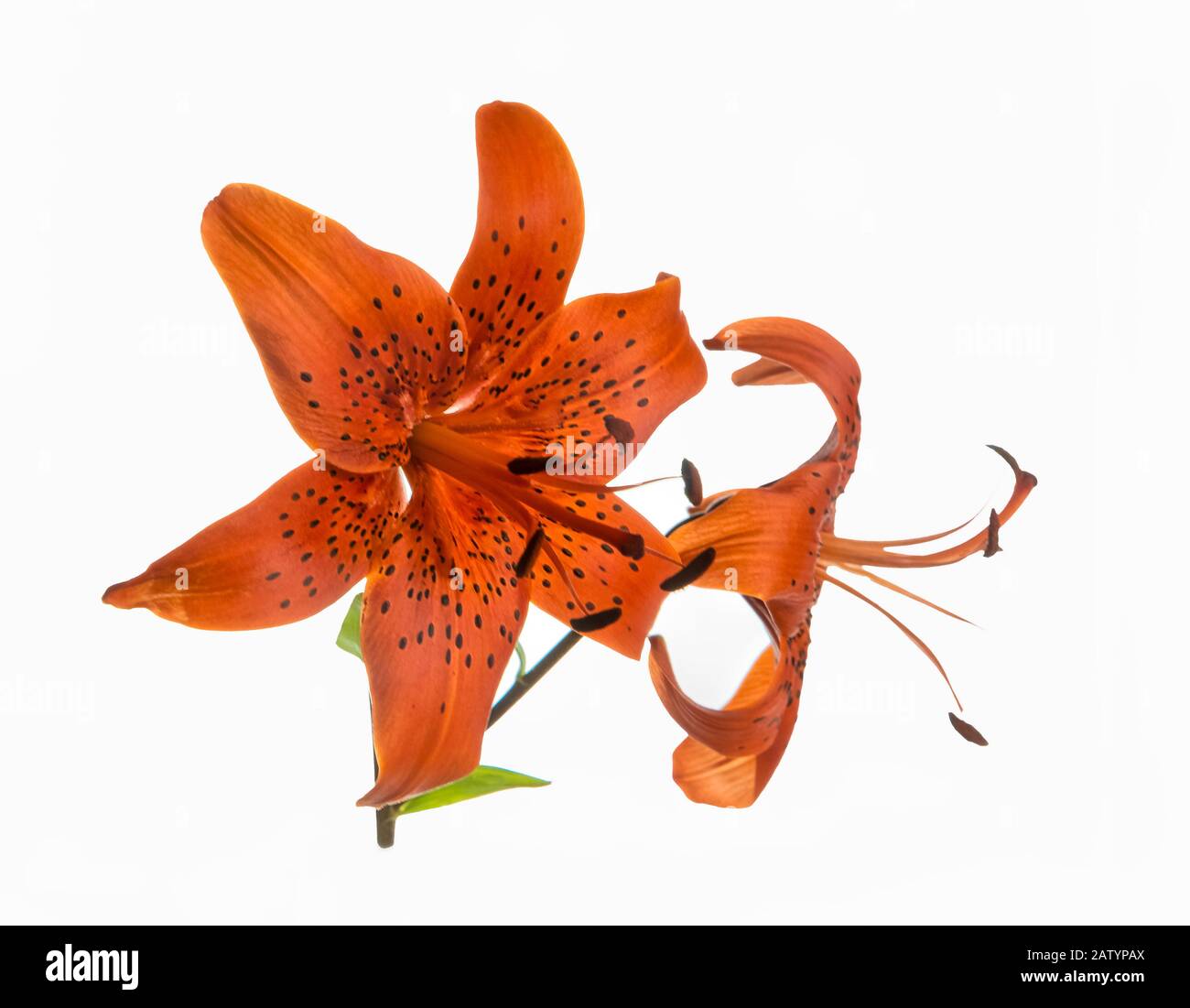 Lys léopard lily Banque de photographies et d’images à haute résolution - Alamy
