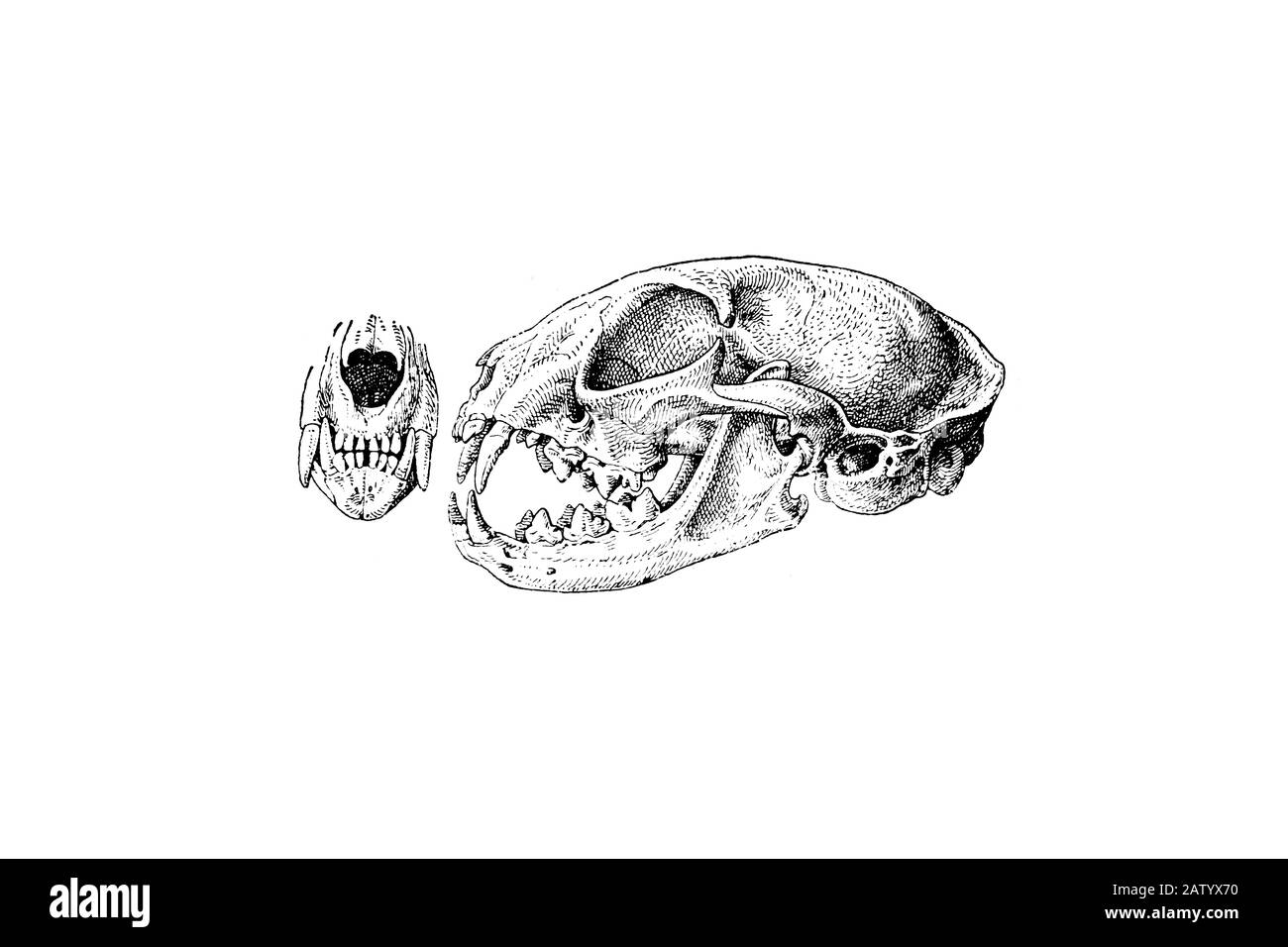 Anatomie chat crane Banque d'images noir et blanc - Alamy