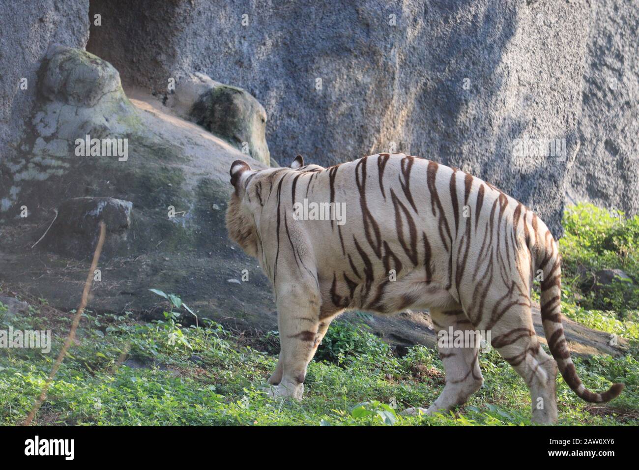 Corps de tigre Banque de photographies et d’images à haute résolution ...