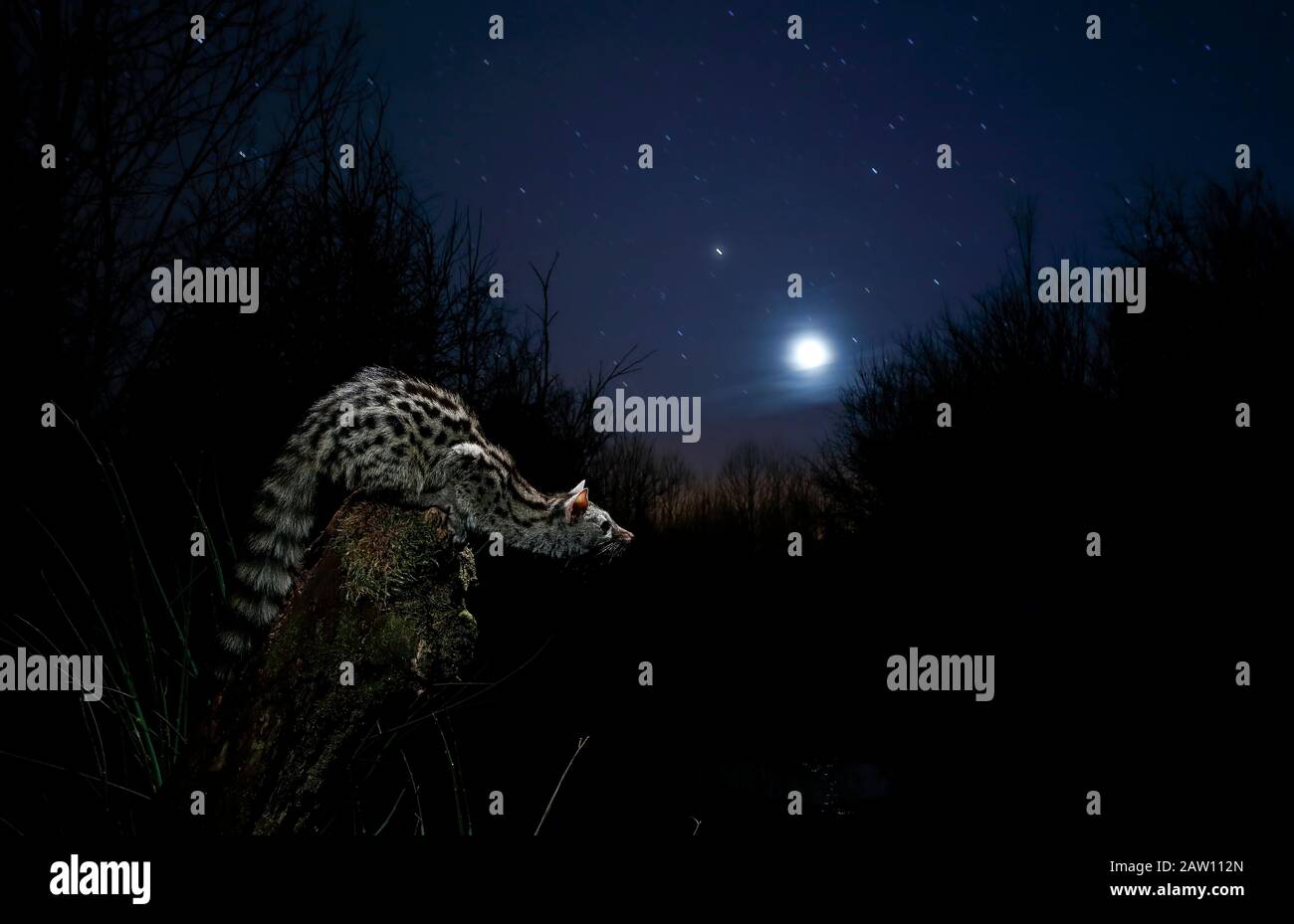 Genette commune Banque de photographies et d’images à haute résolution ...