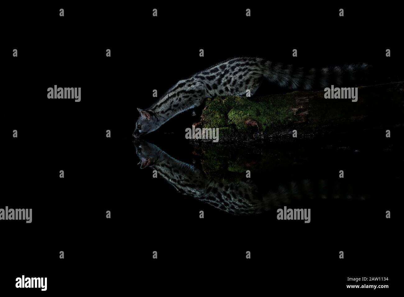 Genette commune Banque de photographies et d’images à haute résolution ...