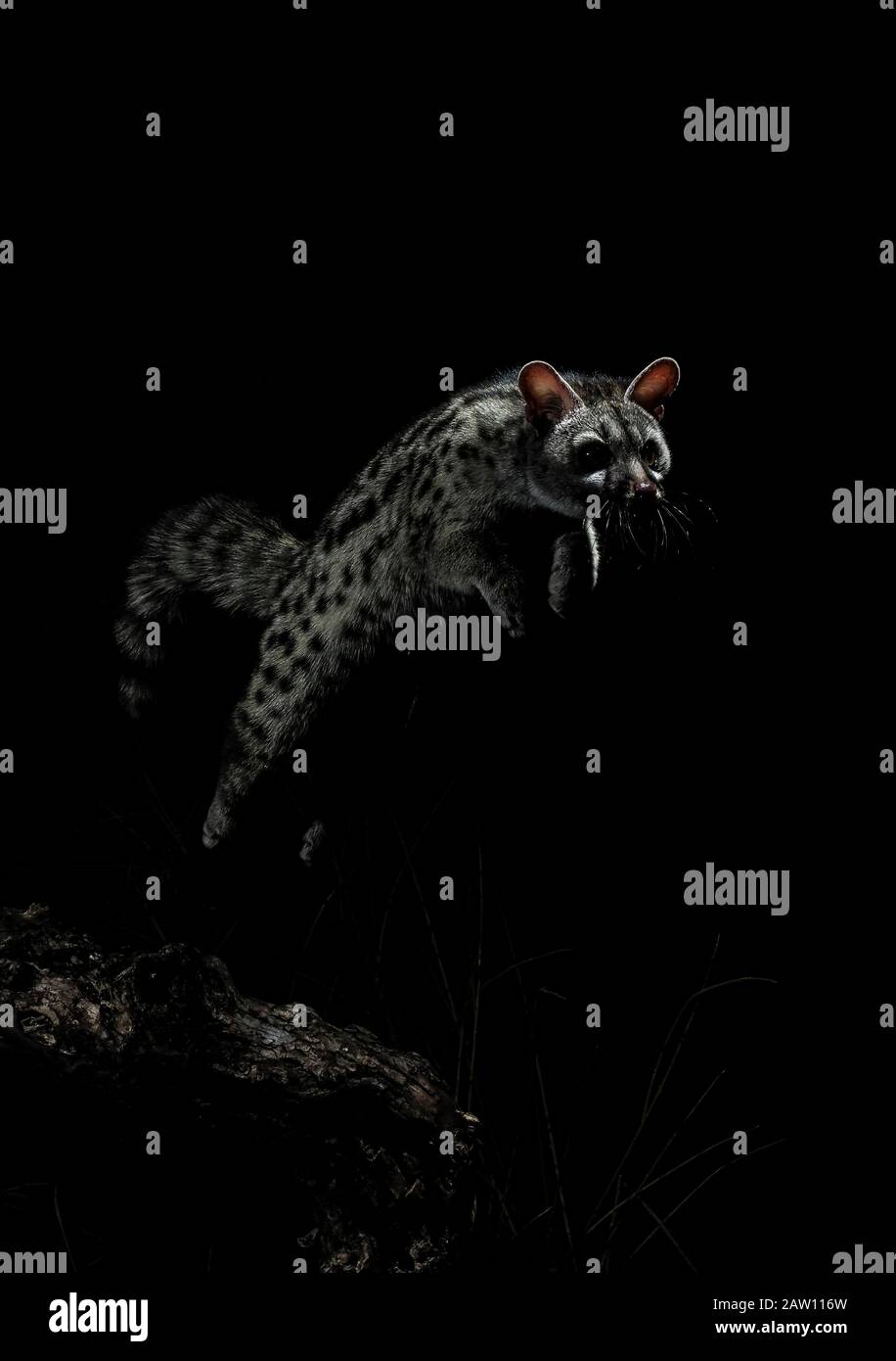 Genette commune Banque de photographies et d’images à haute résolution ...