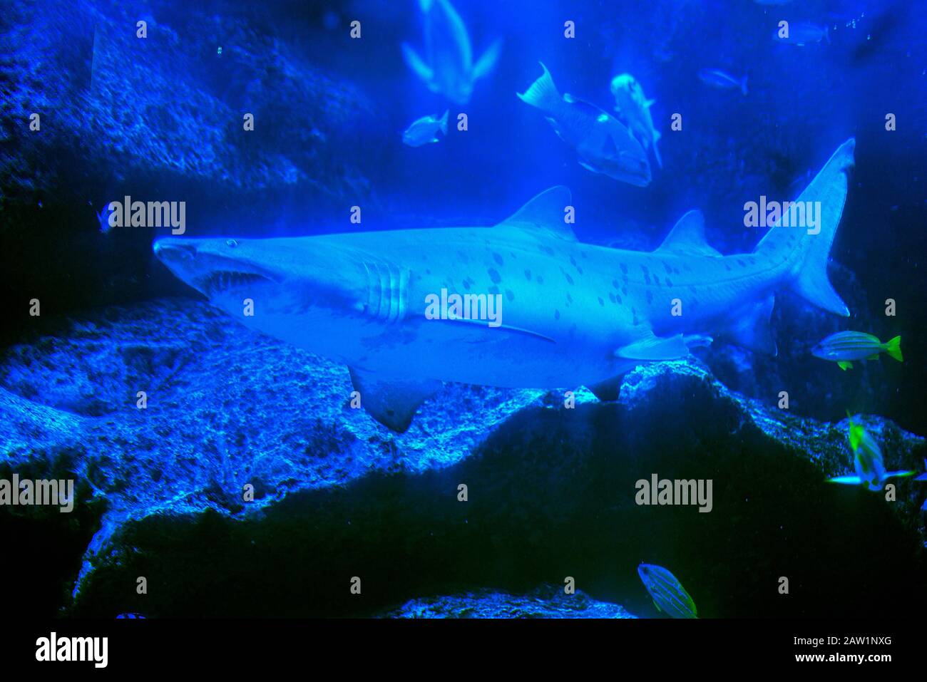 Shark In Aquarium Banque d'image et photos - Alamy