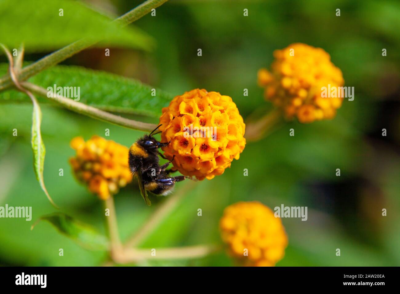 Buddleia globosa buddleja plant Banque de photographies et d’images à ...