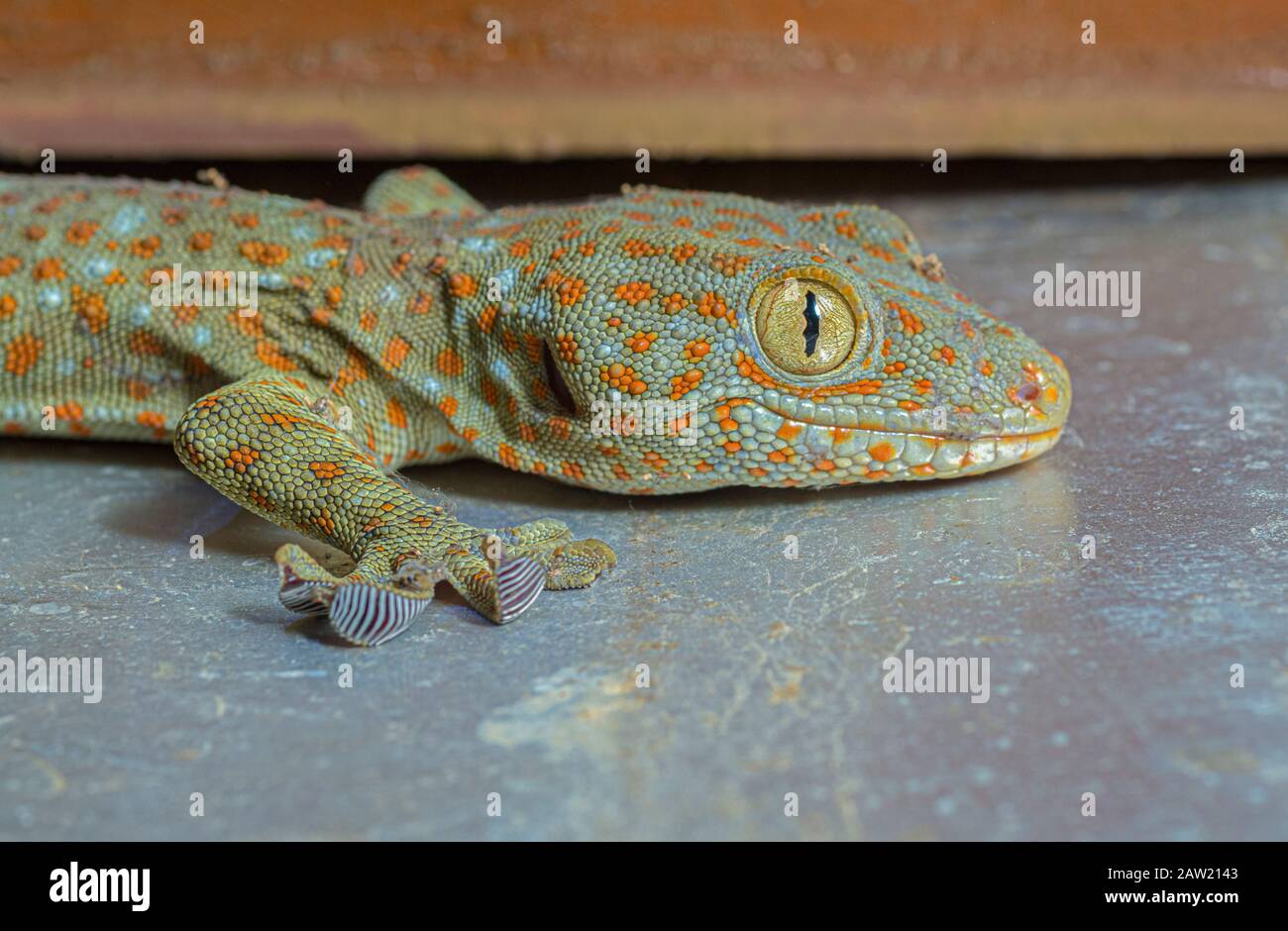 Tokay gecko Banque de photographies et d’images à haute résolution - Alamy