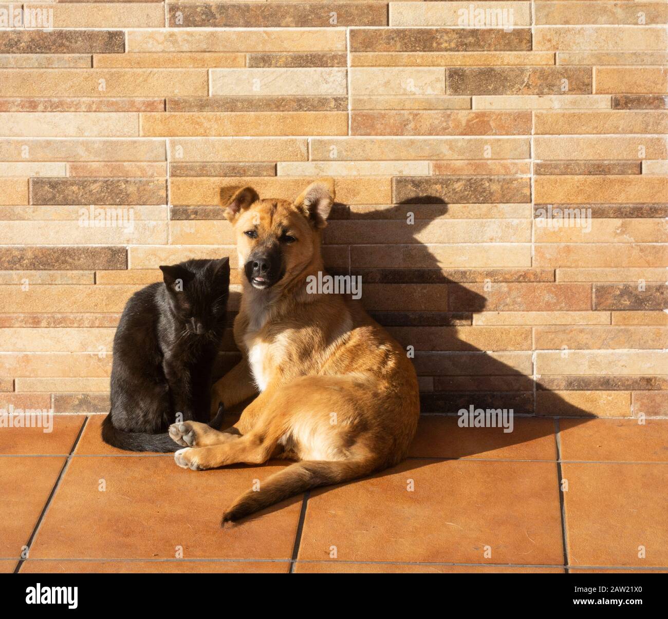 Chien et chat ensemble Banque de photographies et d’images à haute ...