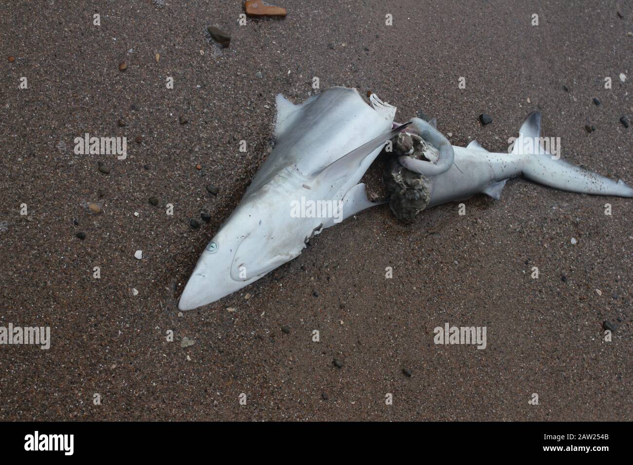 Tannum sands beach Banque de photographies et d’images à haute ...