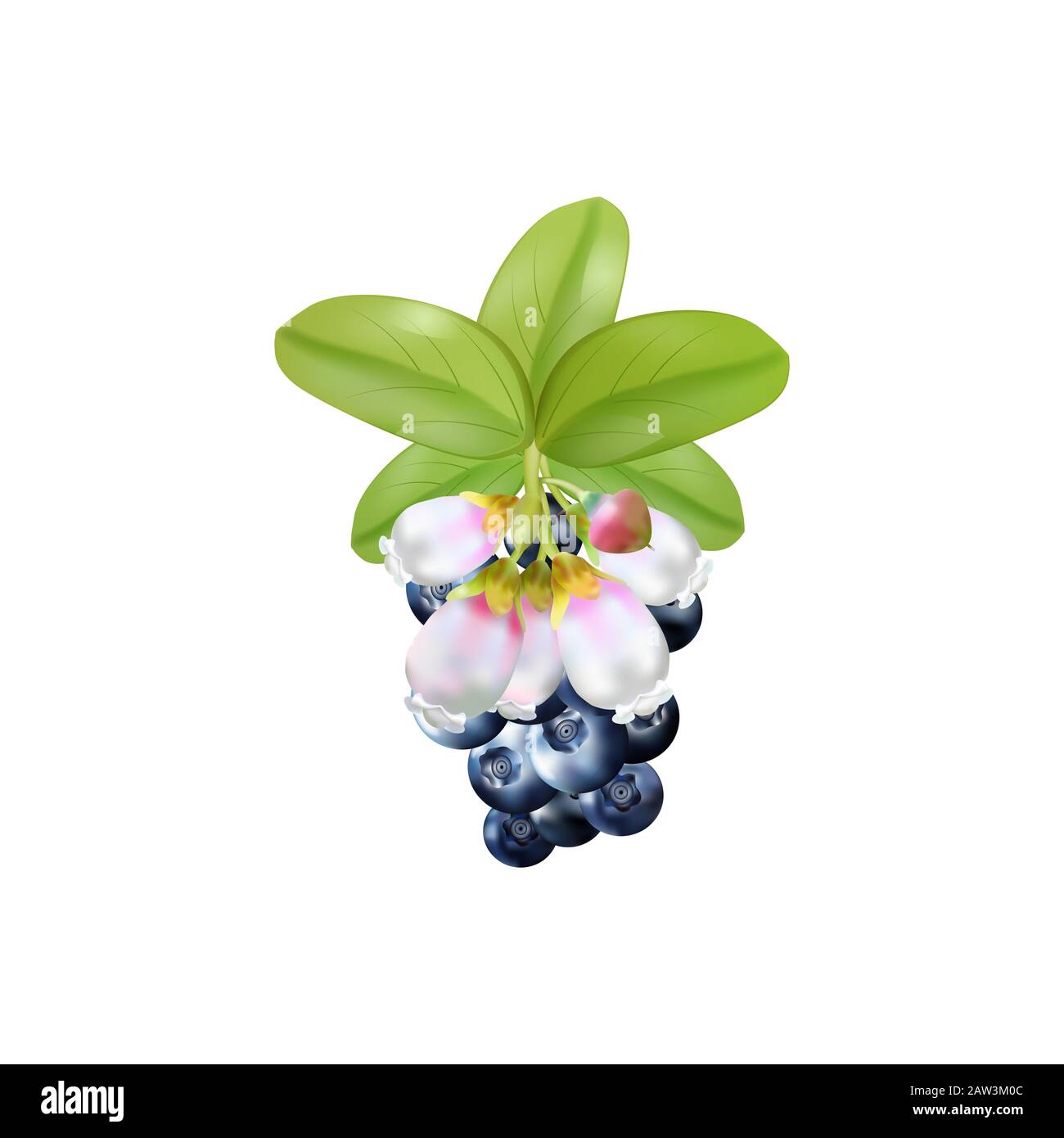 Ensemble de berryes mûrs réalistes sur un fond blanc.Le berryes pour la ...