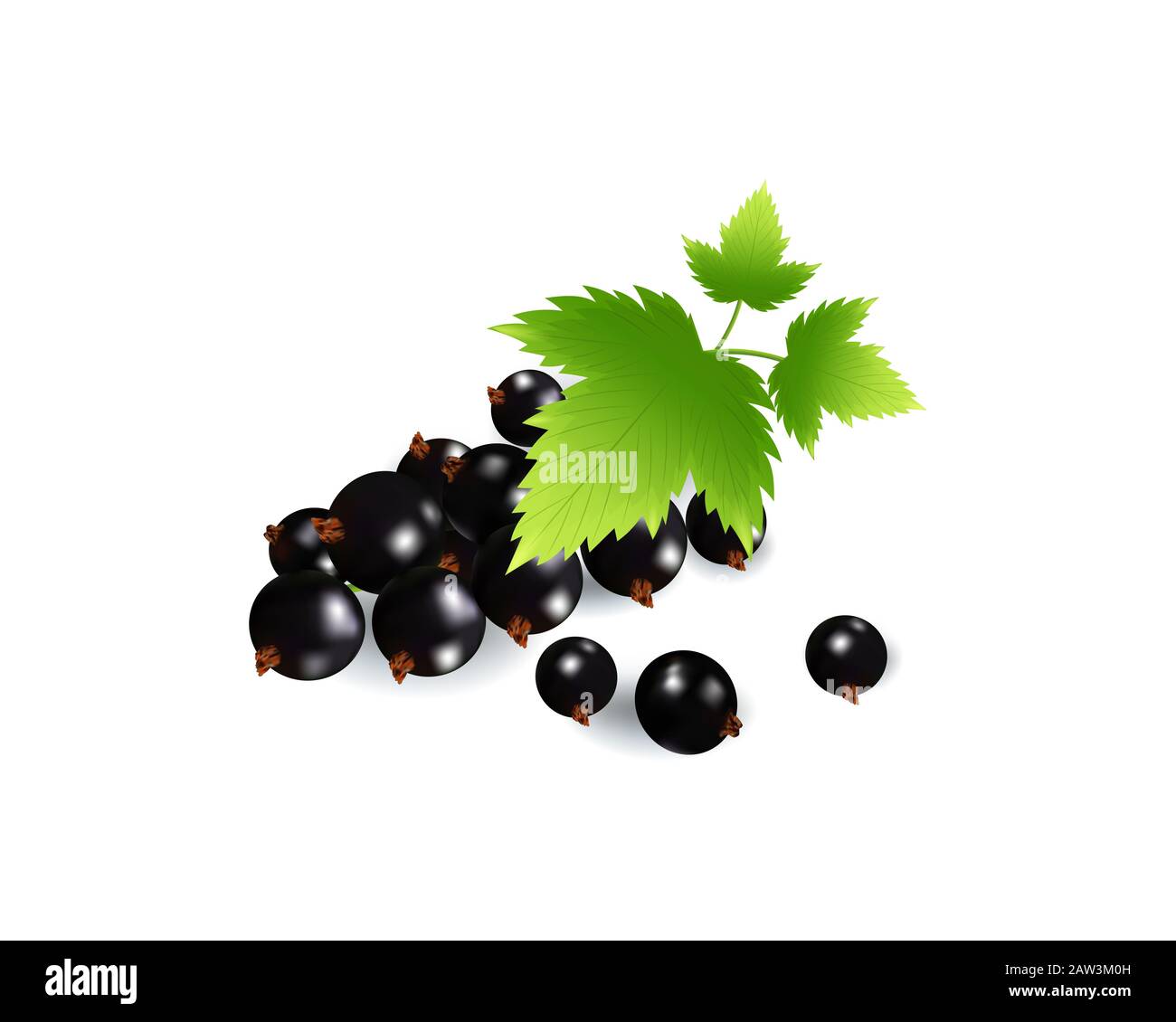 Ensemble de berryes mûrs réalistes sur un fond blanc.Le berryes pour la ...