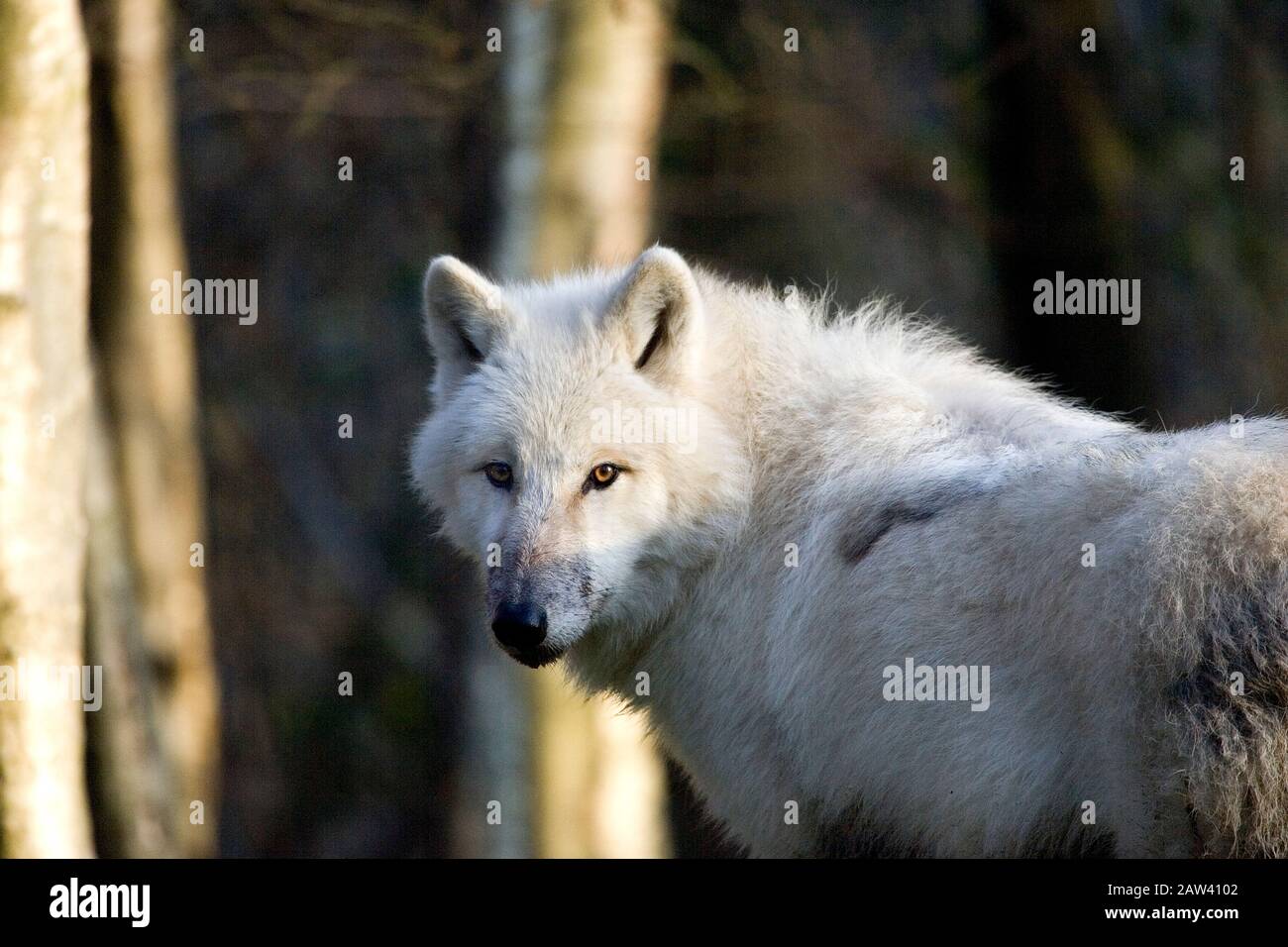 Loup arctique canis lupus tundrarum Banque de photographies et d’images ...