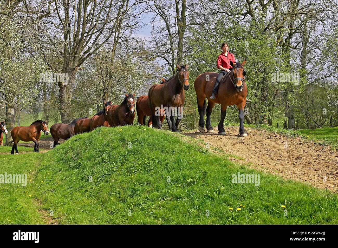 Race normande Banque de photographies et d’images à haute résolution ...