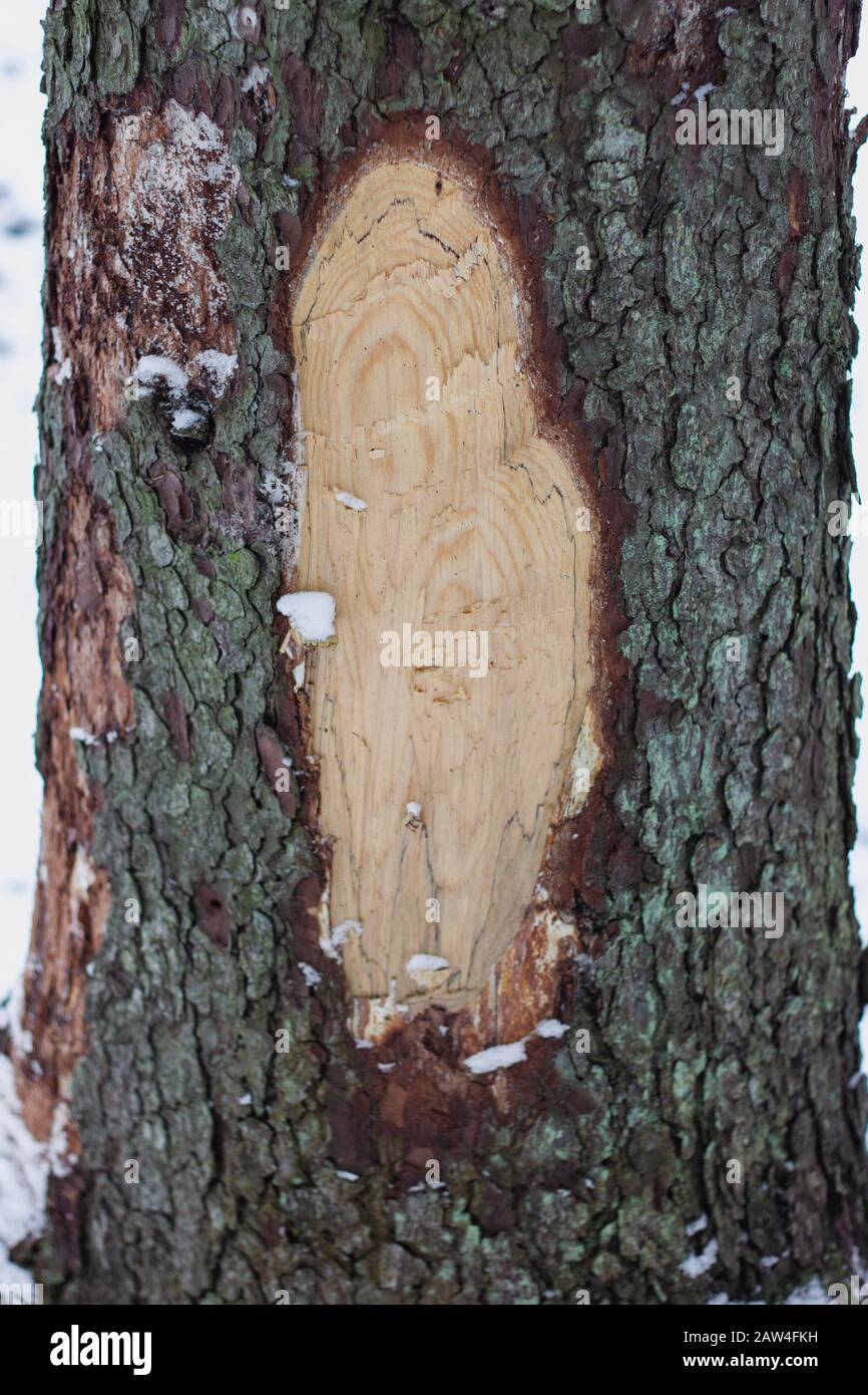 Structure De Tronc D'arbre Banque d'image et photos - Alamy