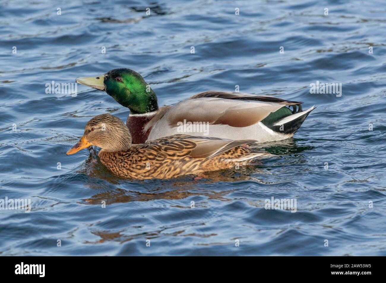 Canard à tête jaune et verte Banque de photographies et d’images à ...