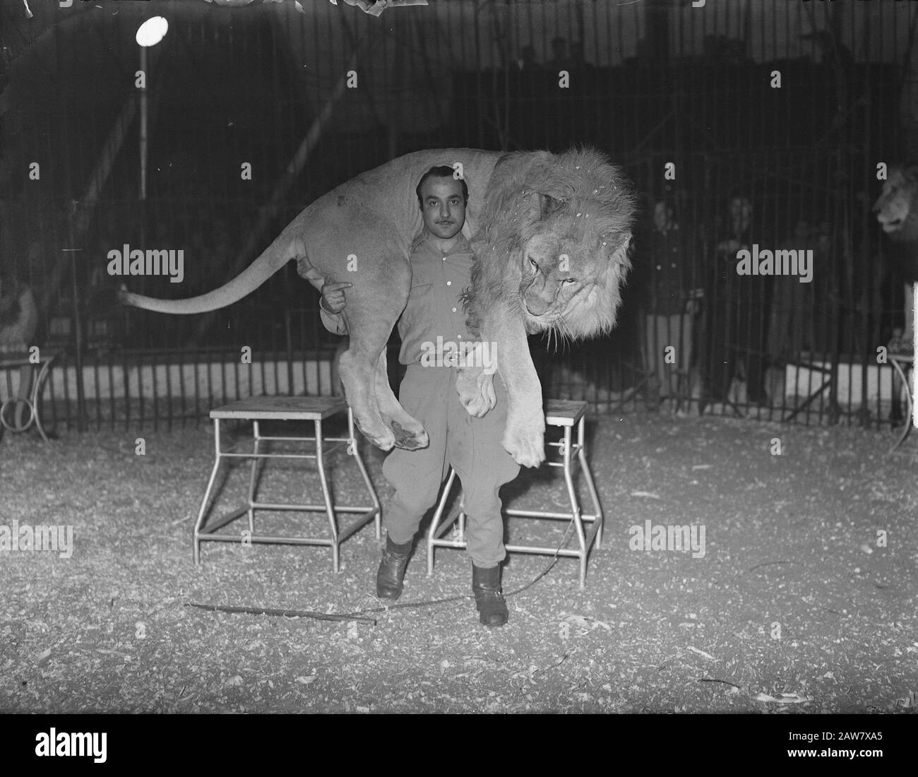 Circus lion tamer Banque de photographies et d’images à haute ...