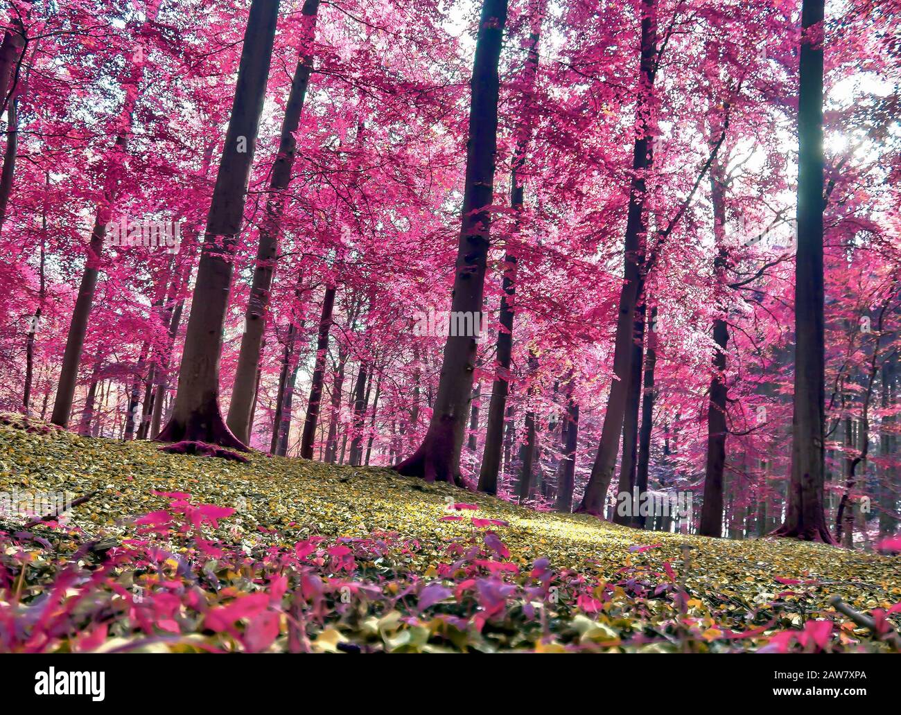 Paysage infrarouge plantes feuilles Banque de photographies et d’images ...