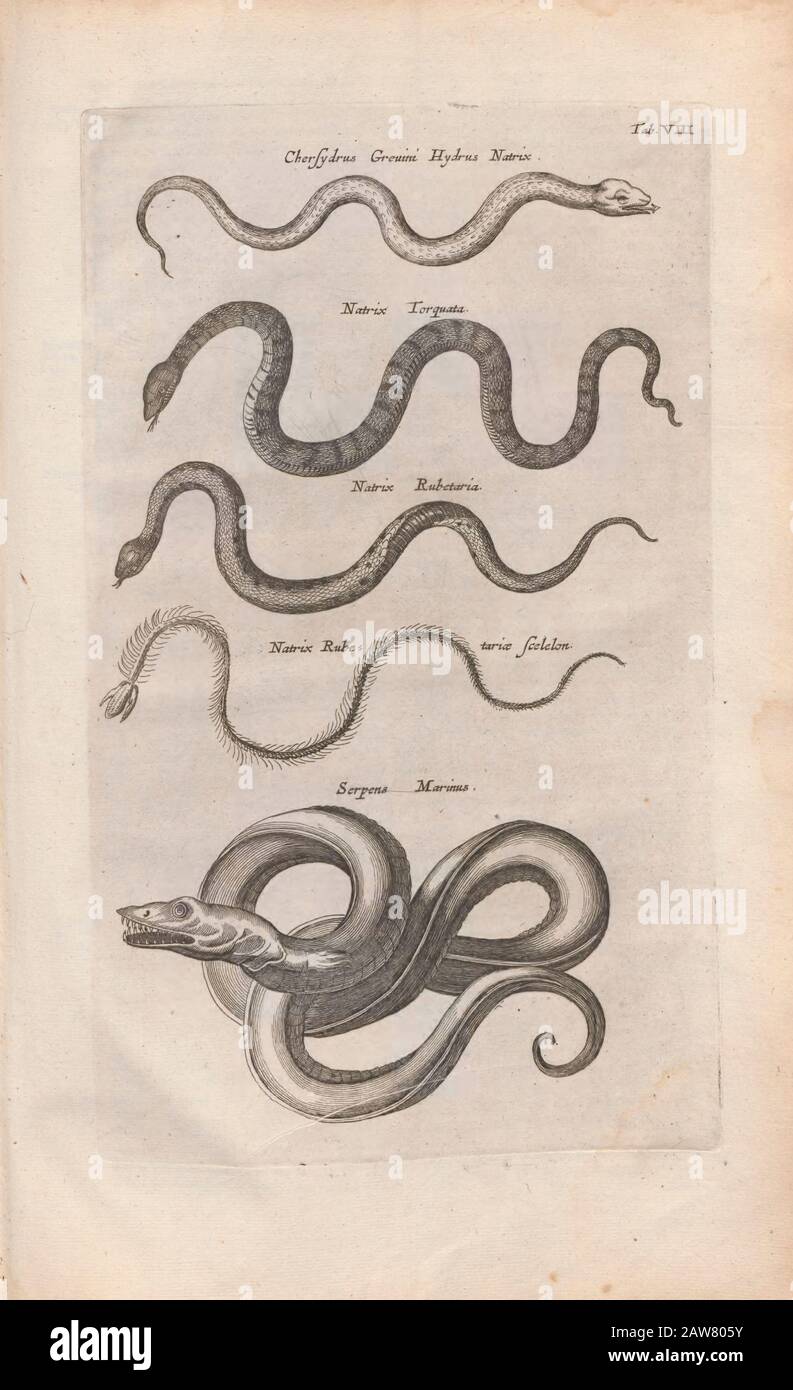 Mythe mythes mythologie mythologique Banque de photographies et d ...