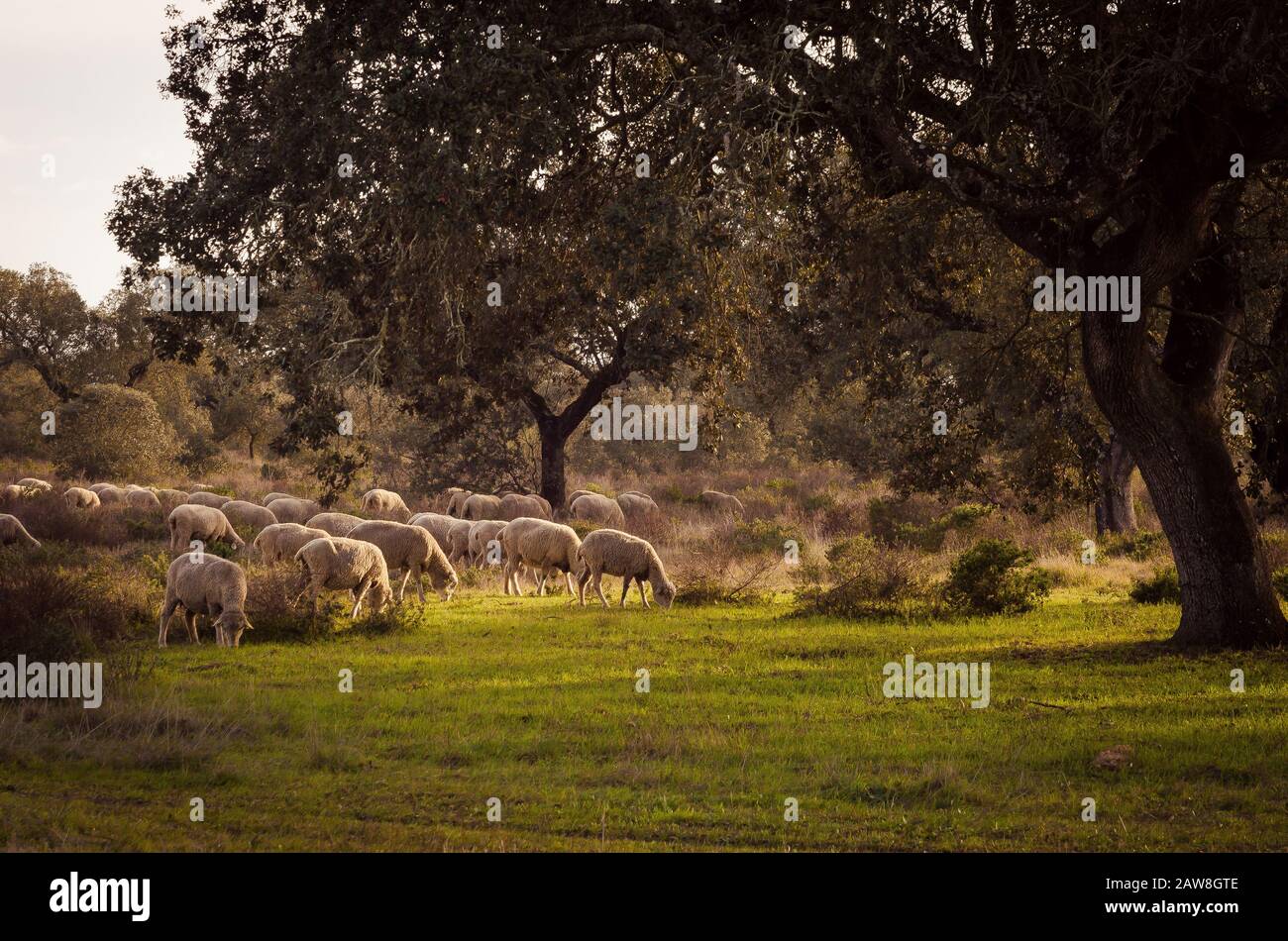 Pâturage dans les champs Banque de photographies et d’images à haute ...