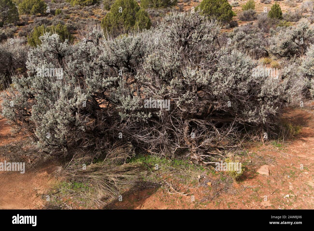 Grande armoise artemisia tridentata Banque de photographies et d’images ...