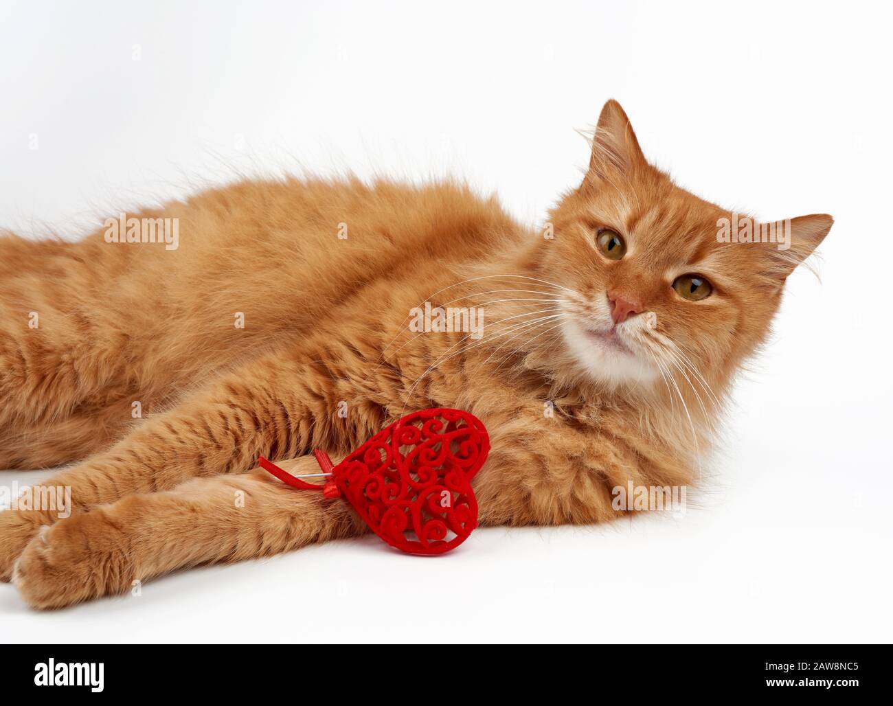 le chat domestique adulte à poil rouge se trouve sur un fond blanc et ...