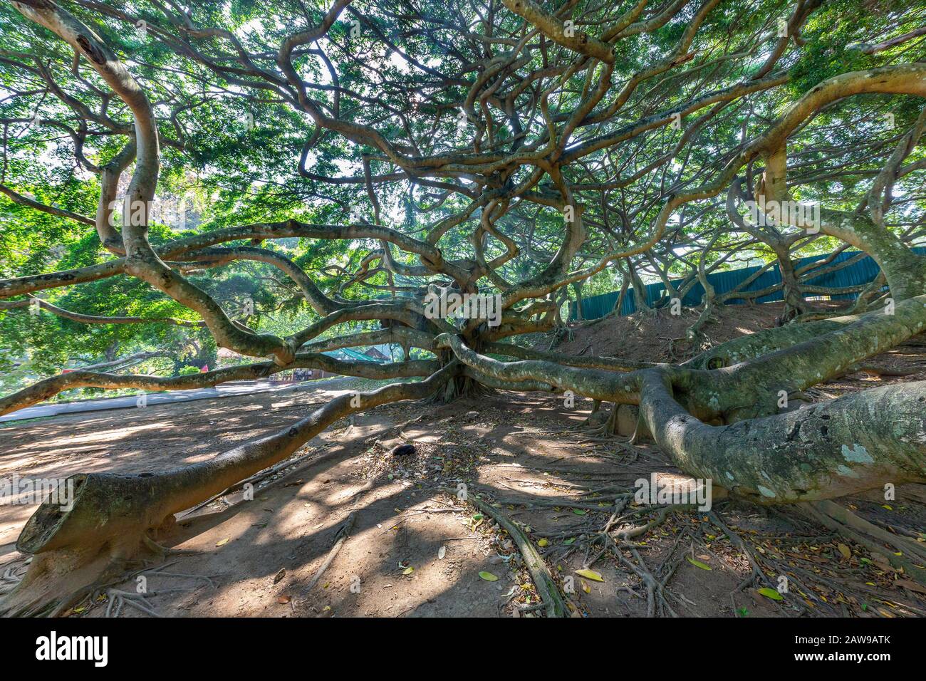 Figuier de java Banque de photographies et d’images à haute résolution ...