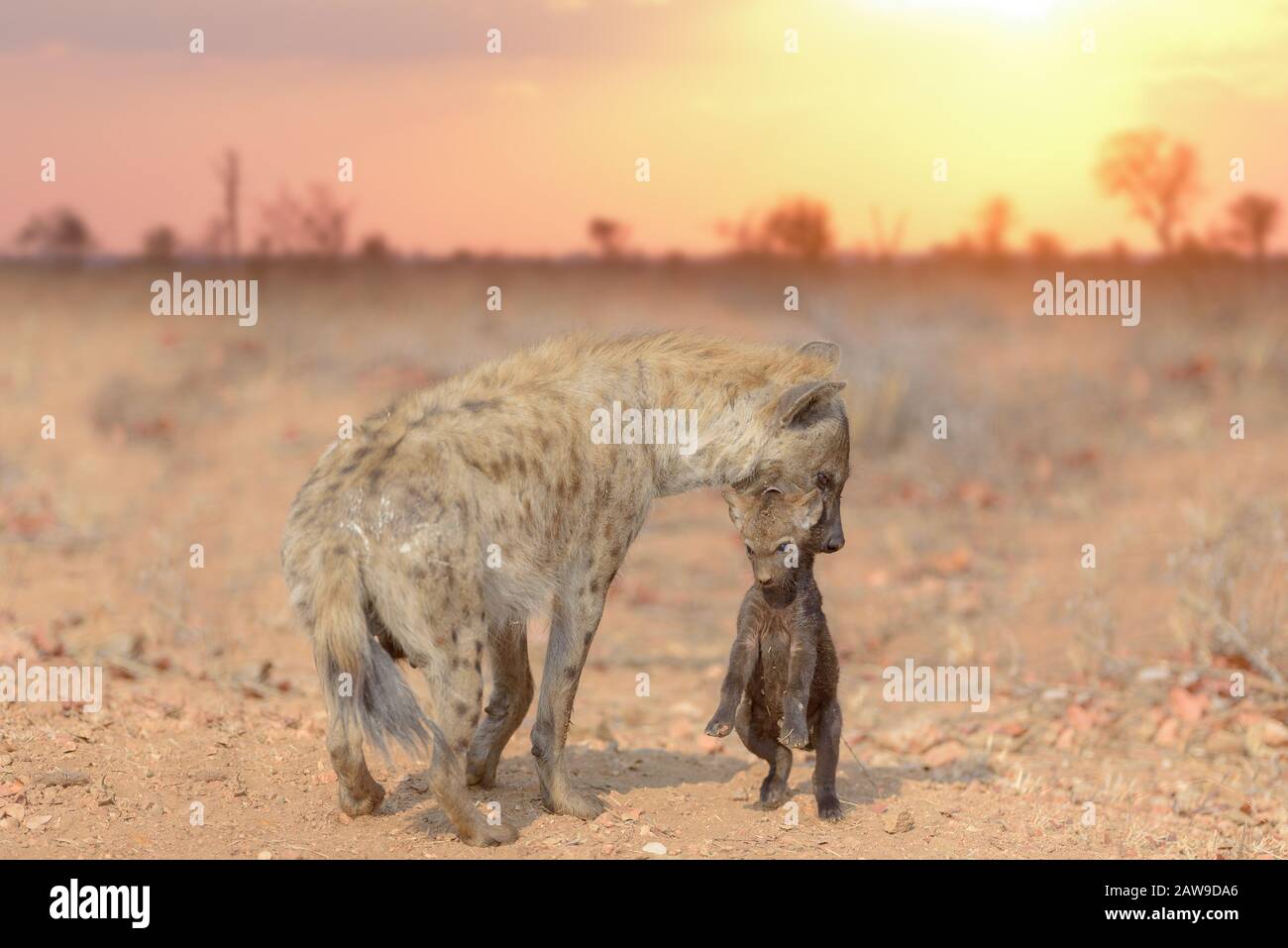 Baby hyena Banque de photographies et d’images à haute résolution - Alamy